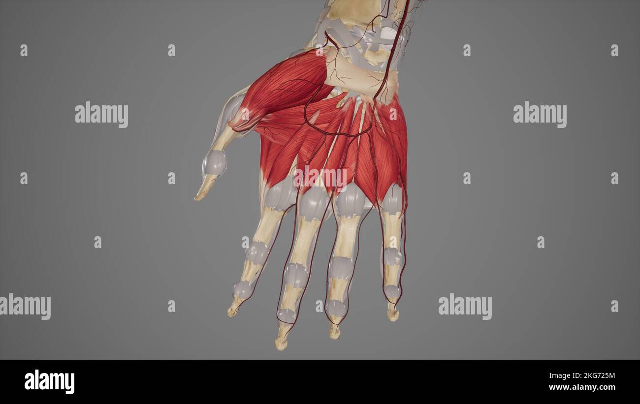 Scapular anastomosis hi-res stock photography and images - Alamy