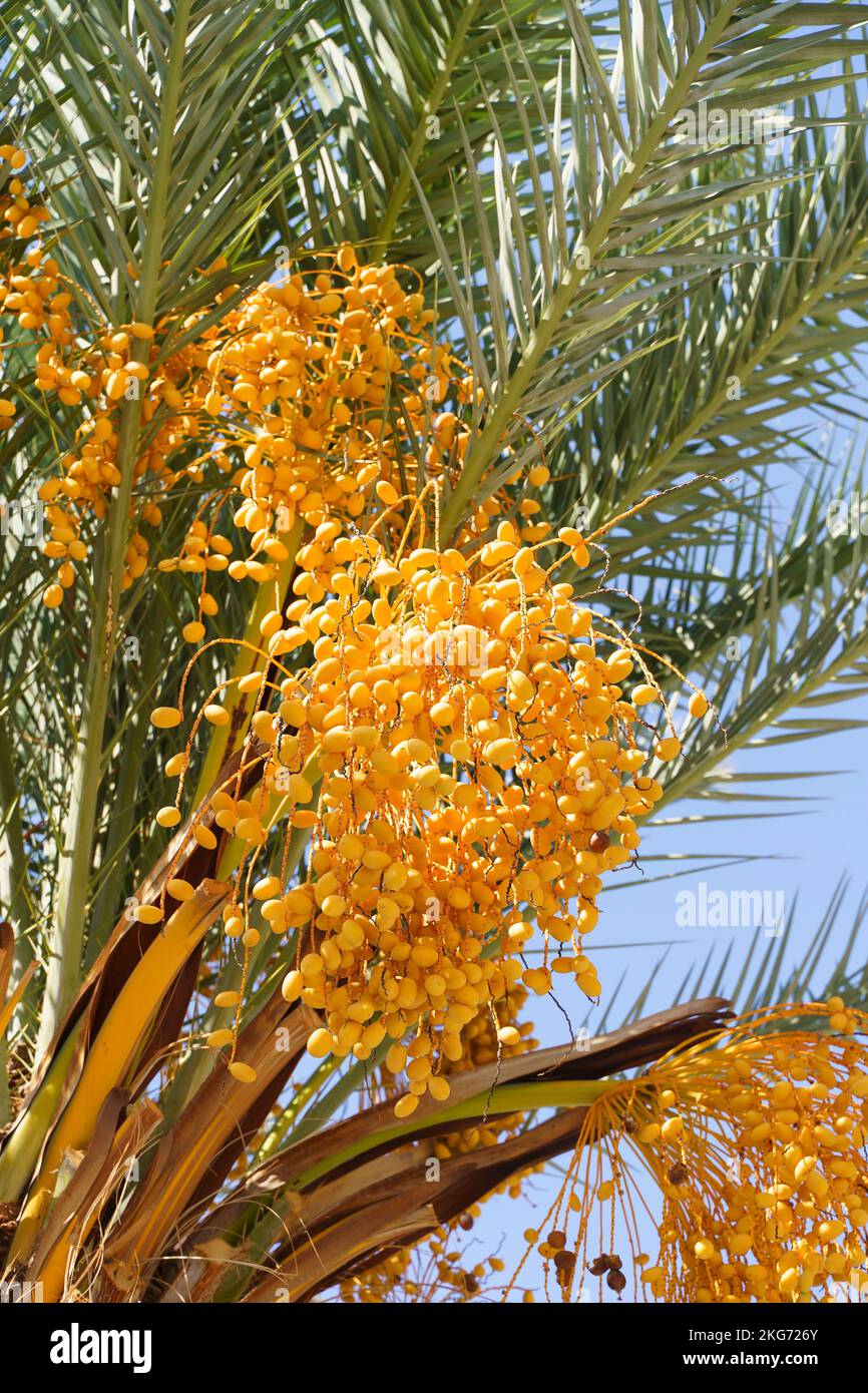 Date palm tree with branches and fresh growing dates against a sunny ...