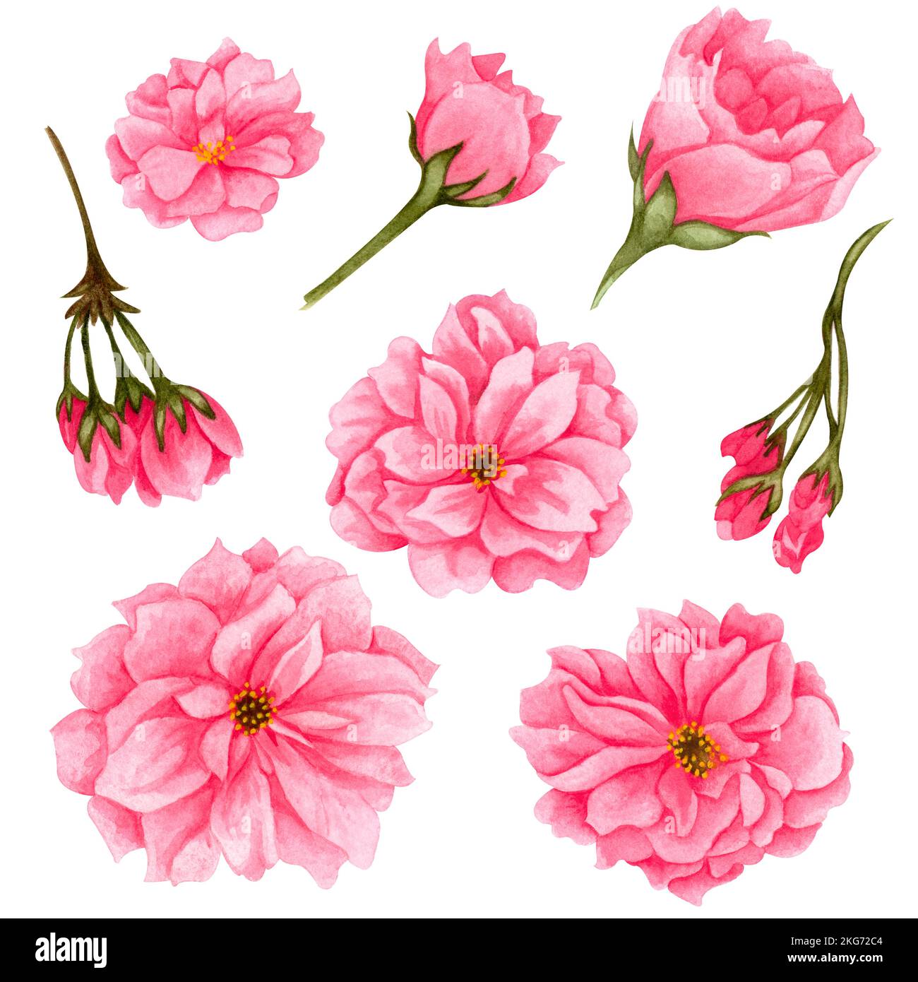 Watercolor set of sakura flowers. Spring pink flowers of fruit trees ...