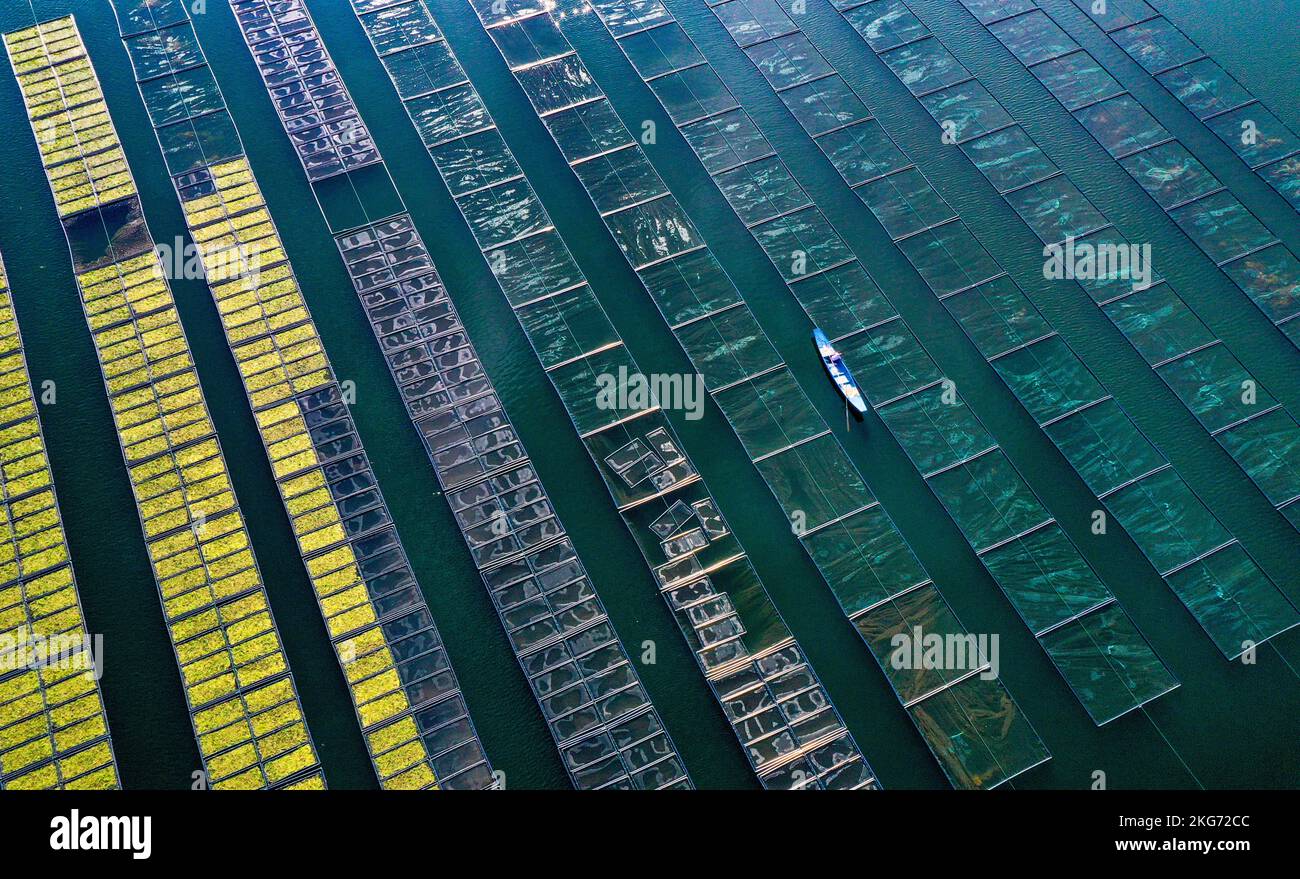 Aerial photos show the workers planting water celery in sunny weather ...