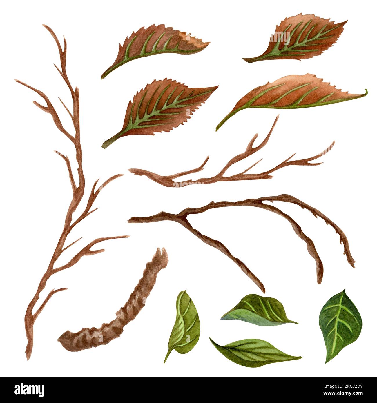Watercolor twigs and leaves set. Hand drawn nature clipart for you ...