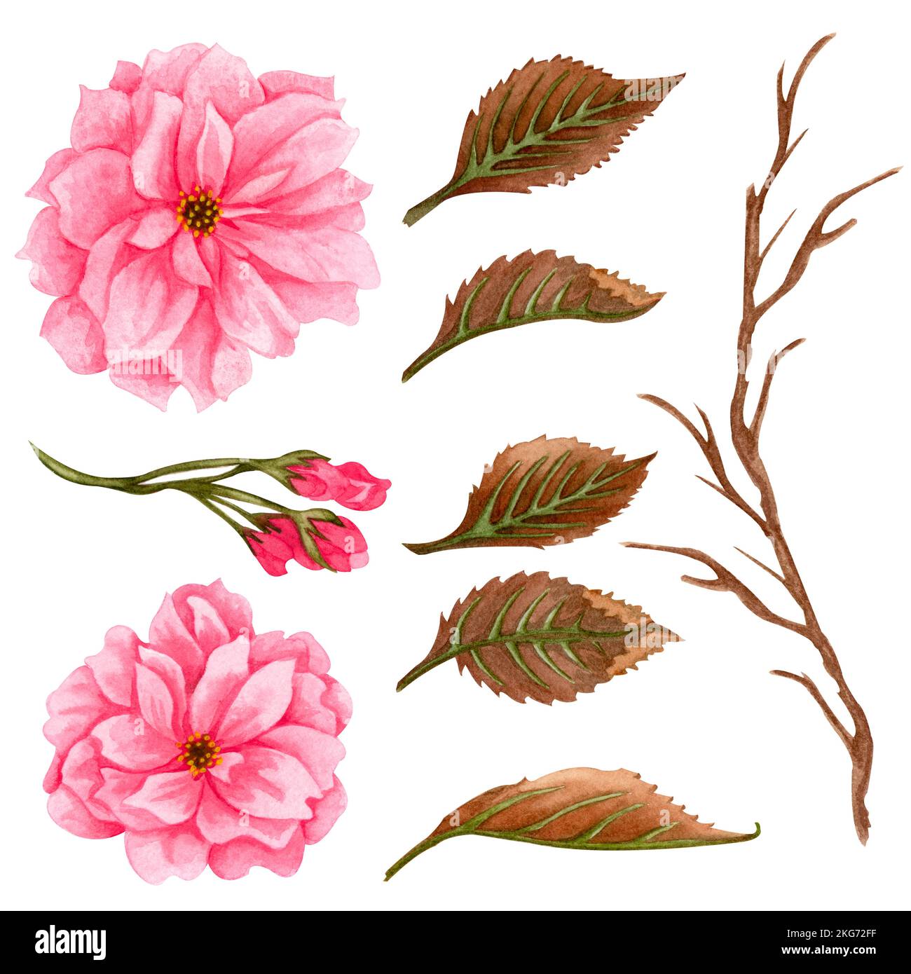 Watercolor set of sakura flowers. Spring pink flowers of fruit trees ...