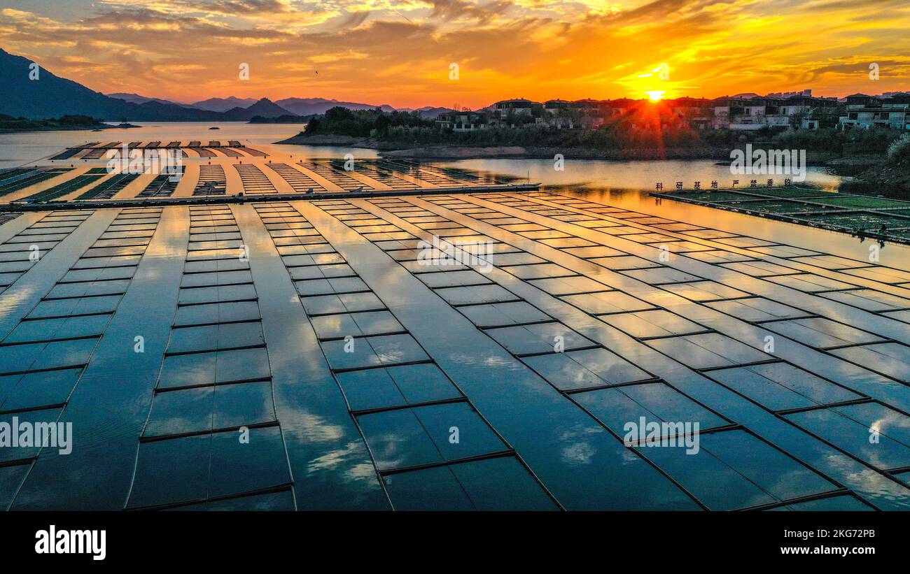 Aerial photos show the workers planting water celery in sunny weather ...