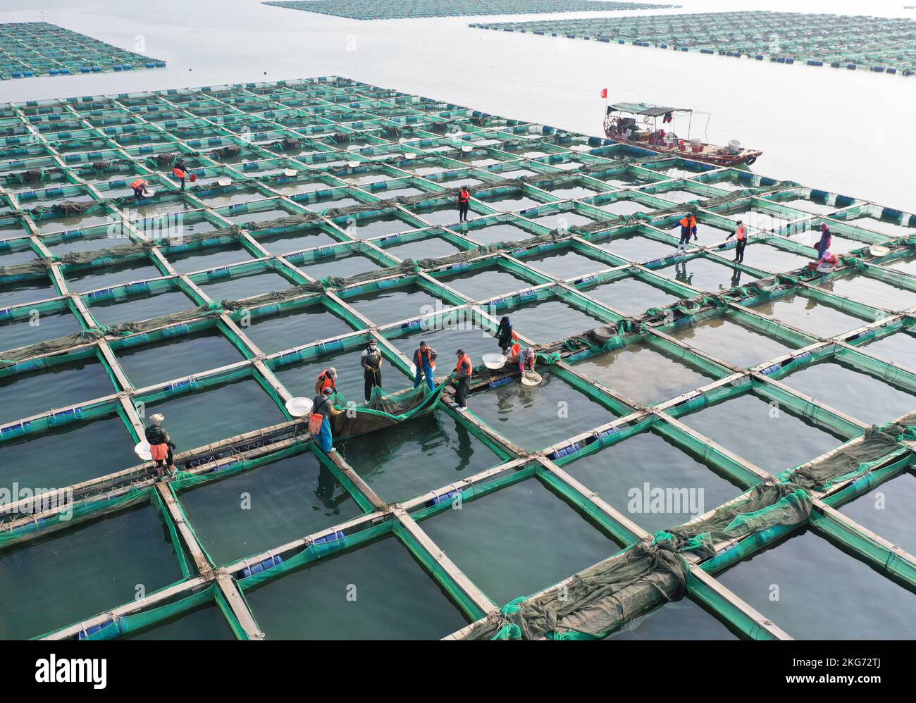 Aerial photos show the workers are busy with mariculture in the cage ...