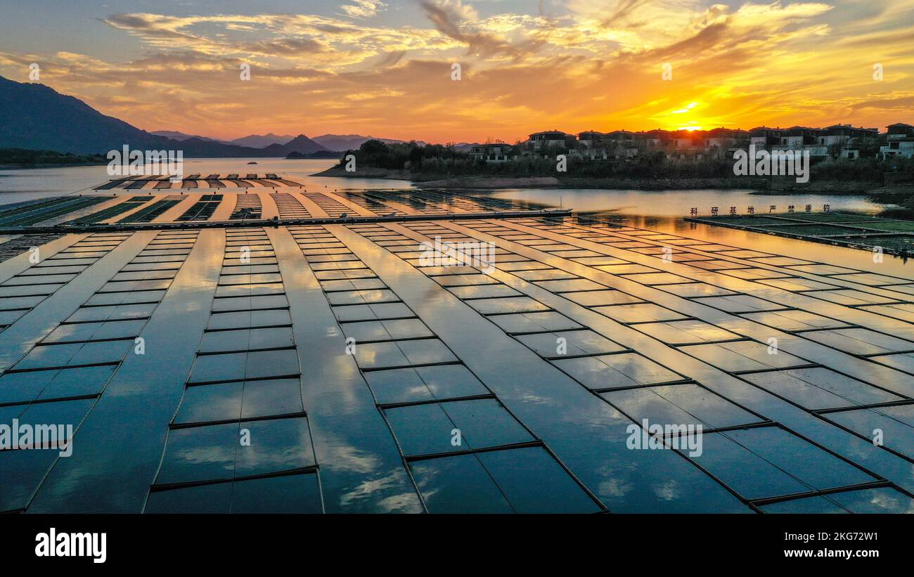 Aerial photos show the workers planting water celery in sunny weather ...