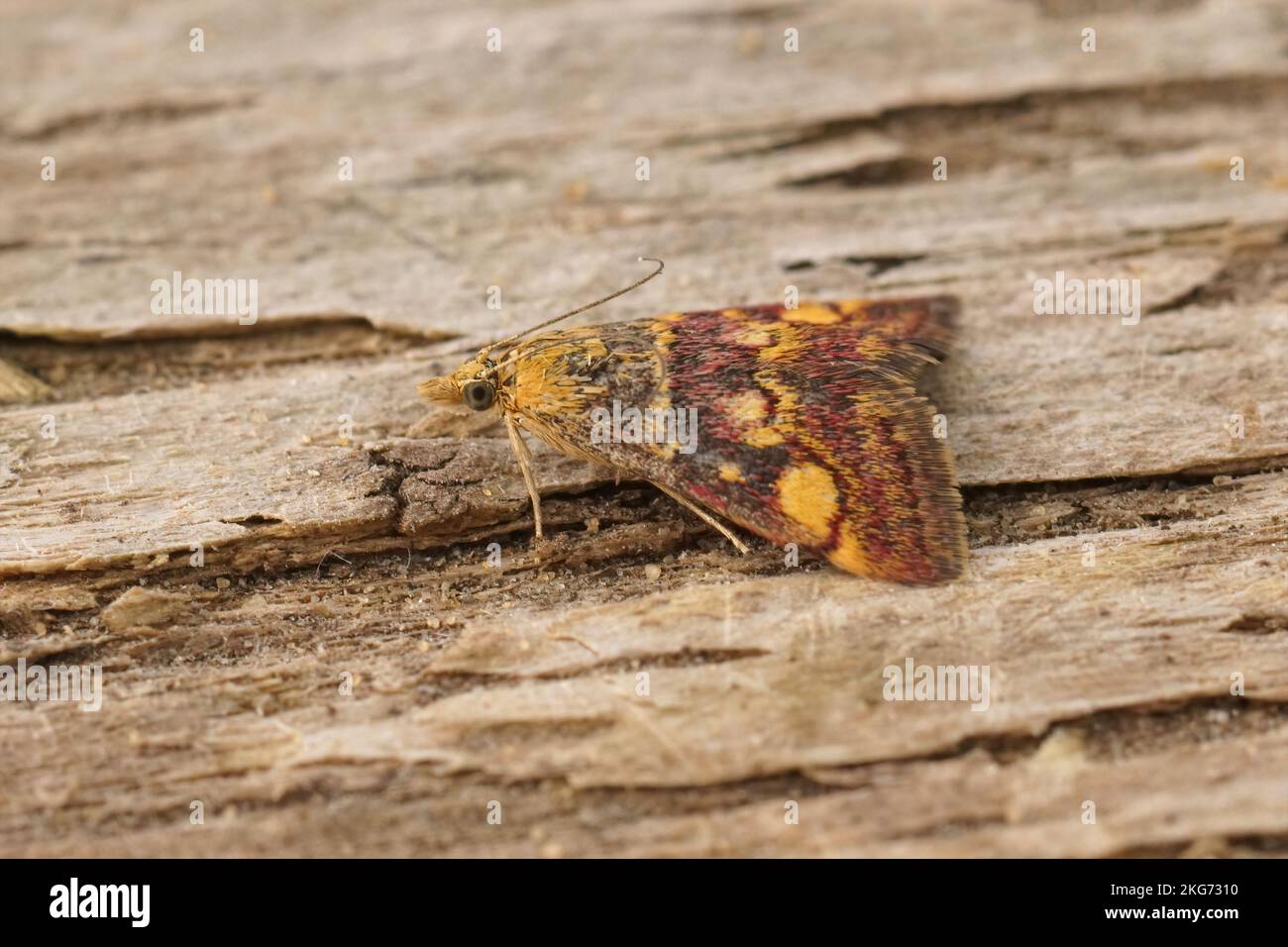 Common purple and gold pyrausta purpuralis hi-res stock photography and ...