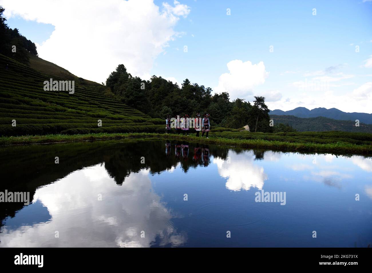 Yi tea farmers went to Jili Tea Garden to pick tea in Qingmin Village ...
