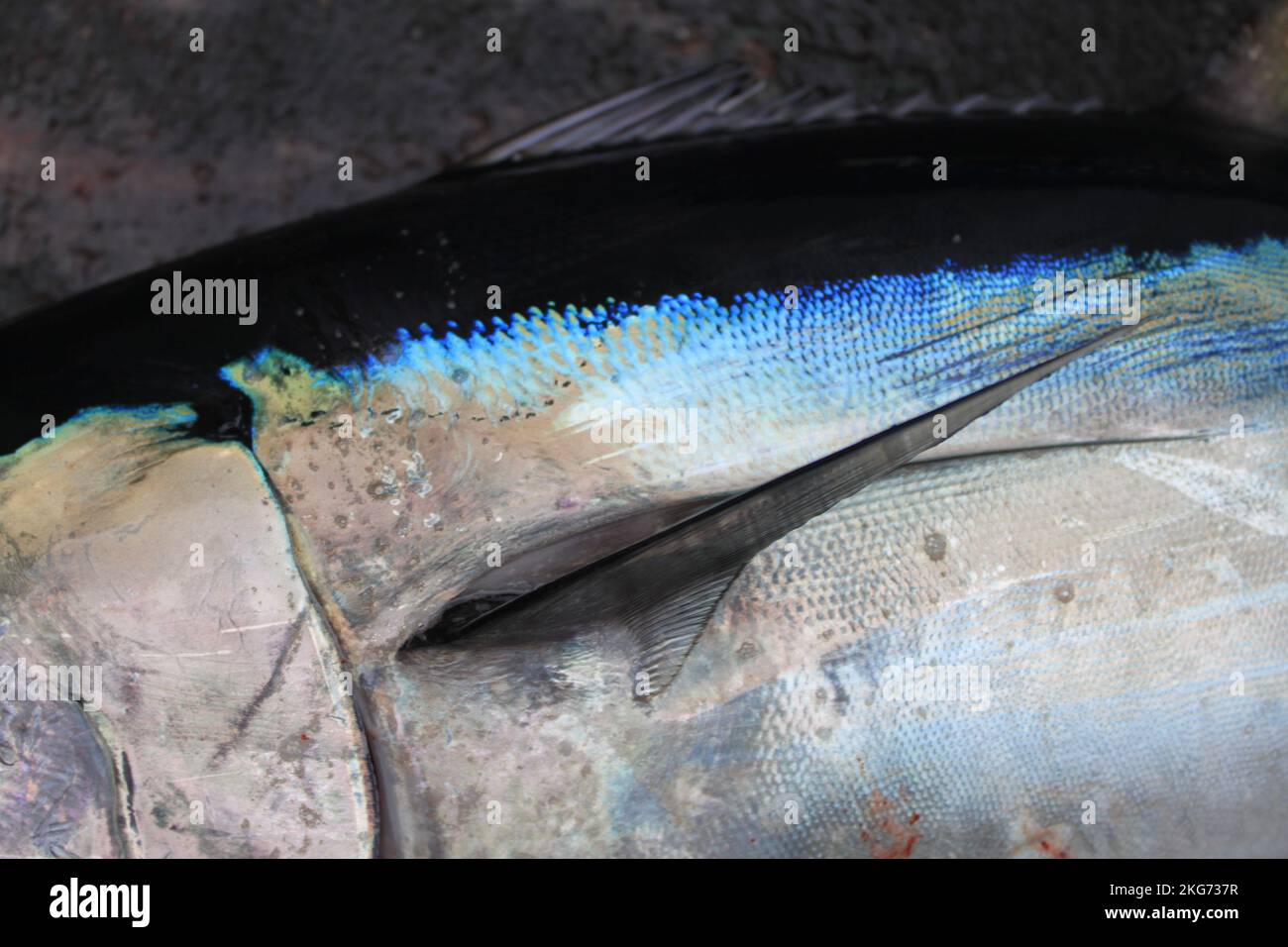 Southern Bluefin Tuna Stock Photo - Alamy