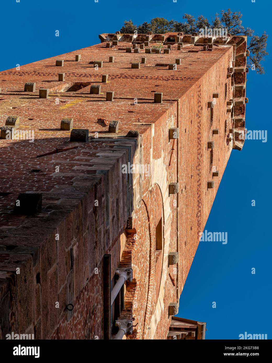 Stunning bottom view of the ancient Guinigi tower with the trees above ...