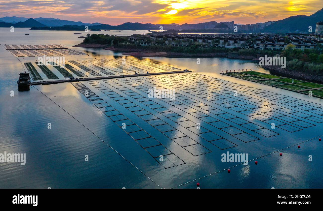 Aerial photos show the workers planting water celery in sunny weather ...