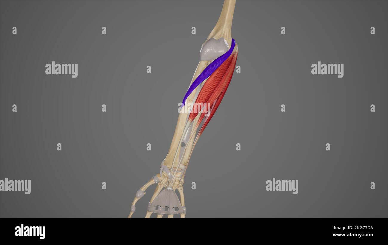 Pronator Teres And Supinator