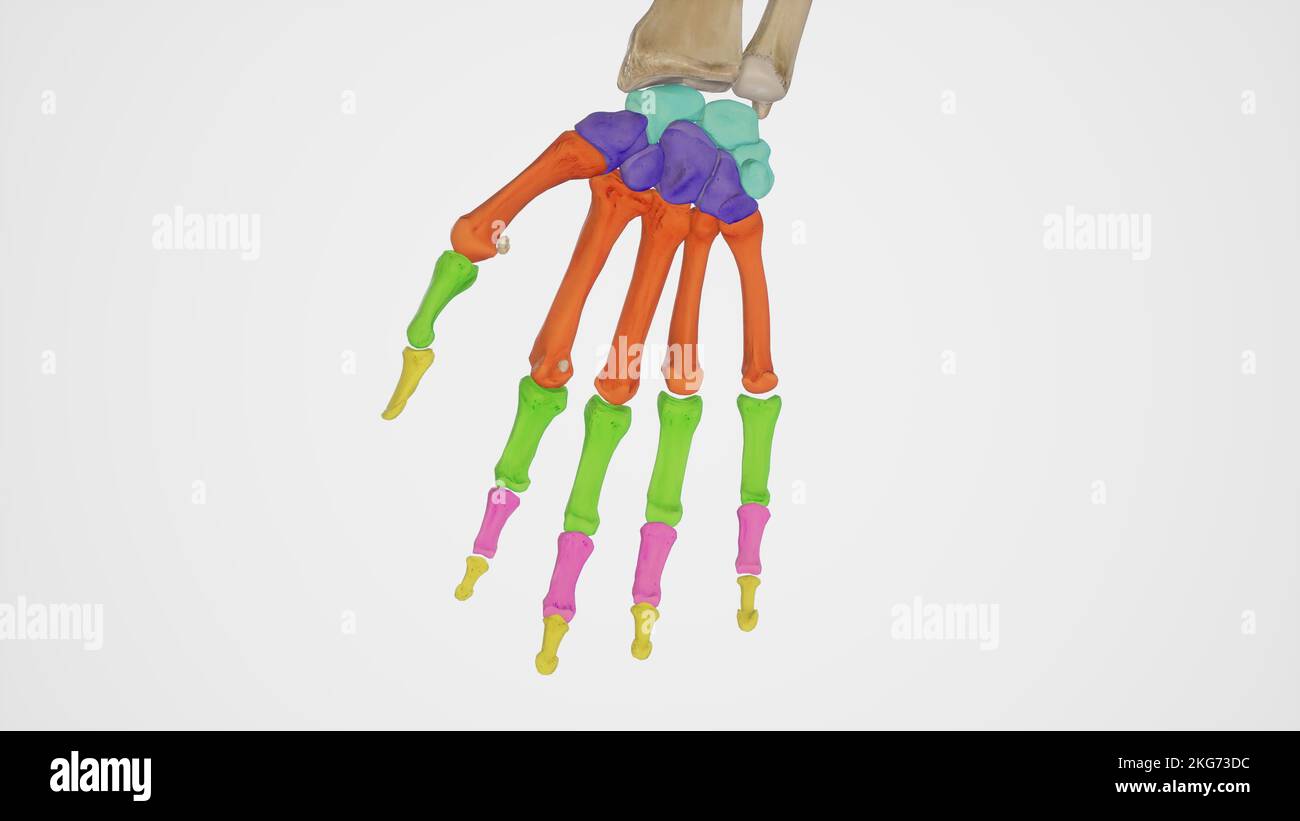 Hand and Wrist Bones Stock Photo - Alamy