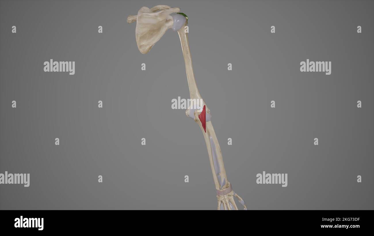 Anconeus Epitrochlearis Muscle