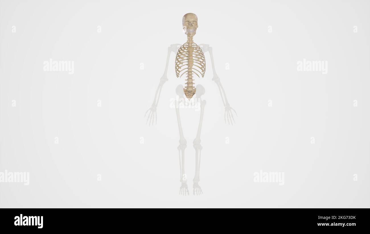 Axial skeleton hi-res stock photography and images - Alamy