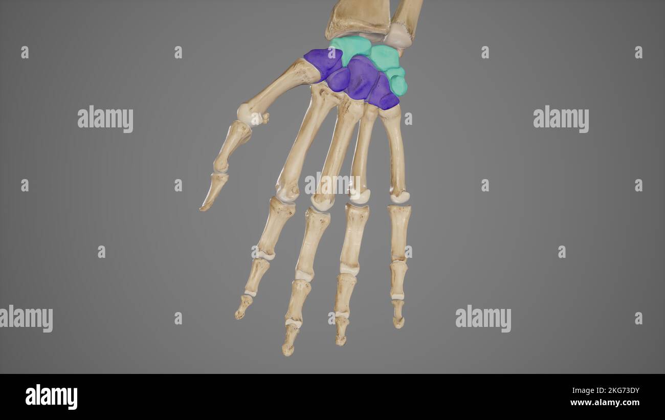 Trapezoid bone hi-res stock photography and images - Alamy