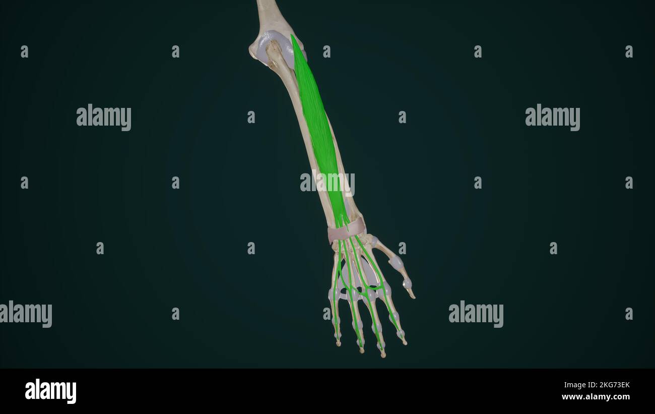 Extensor carpi ulnaris hi-res stock photography and images - Alamy