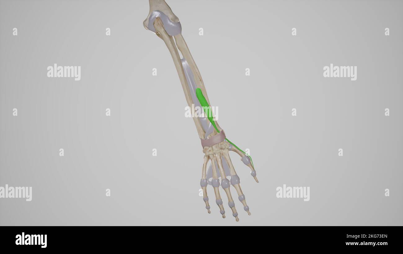 Extensor Pollicis Brevis Origin And Insertion