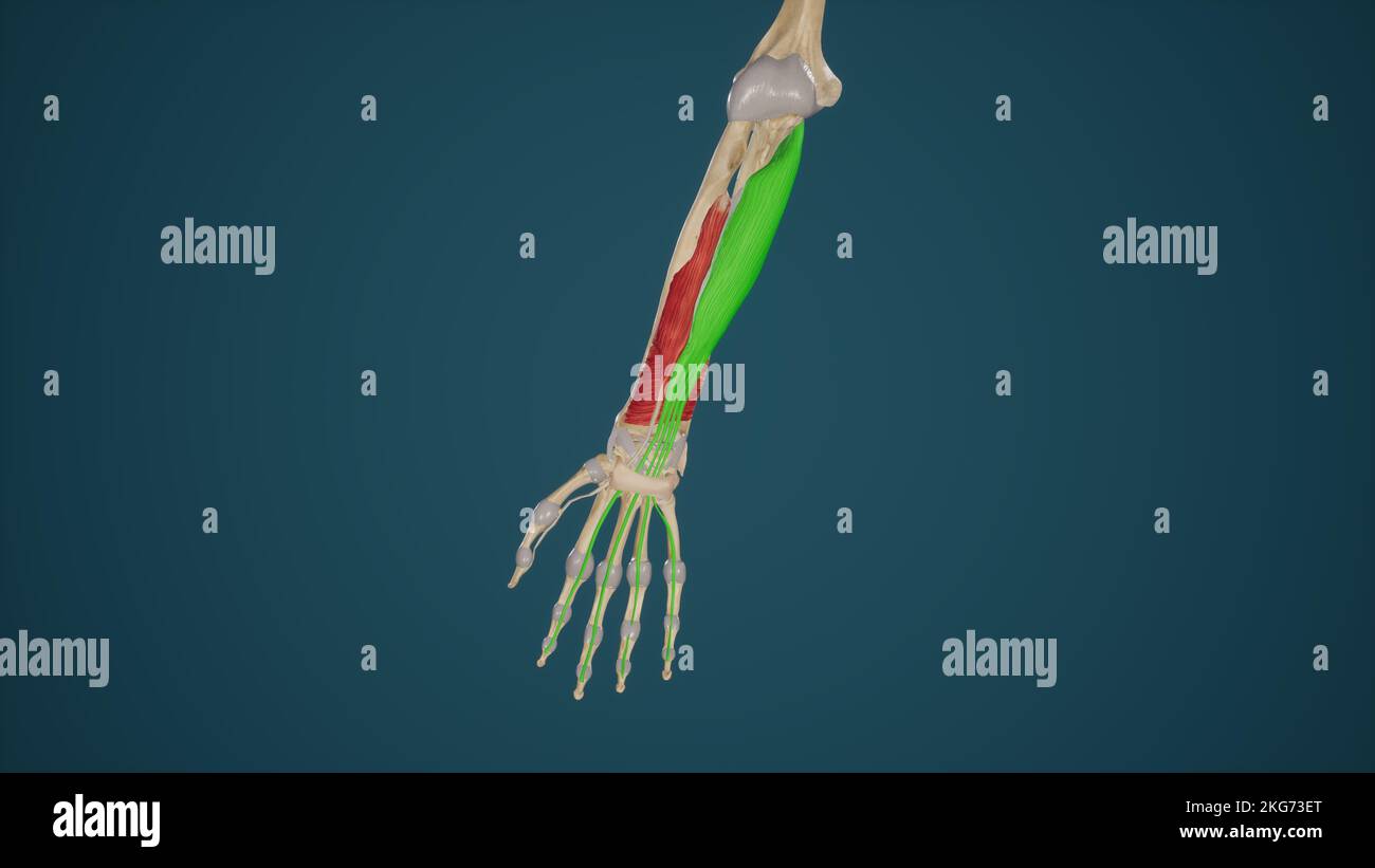 Deep flexor muscles of forearm hi-res stock photography and images - Alamy