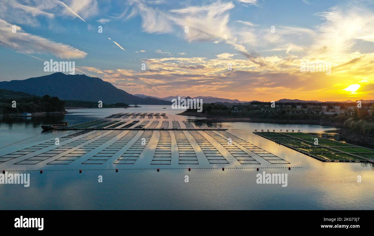 Aerial photos show the workers planting water celery in sunny weather ...