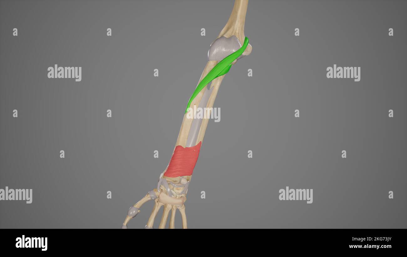 Pronator Teres and Pronator Quadratus Stock Photo - Alamy