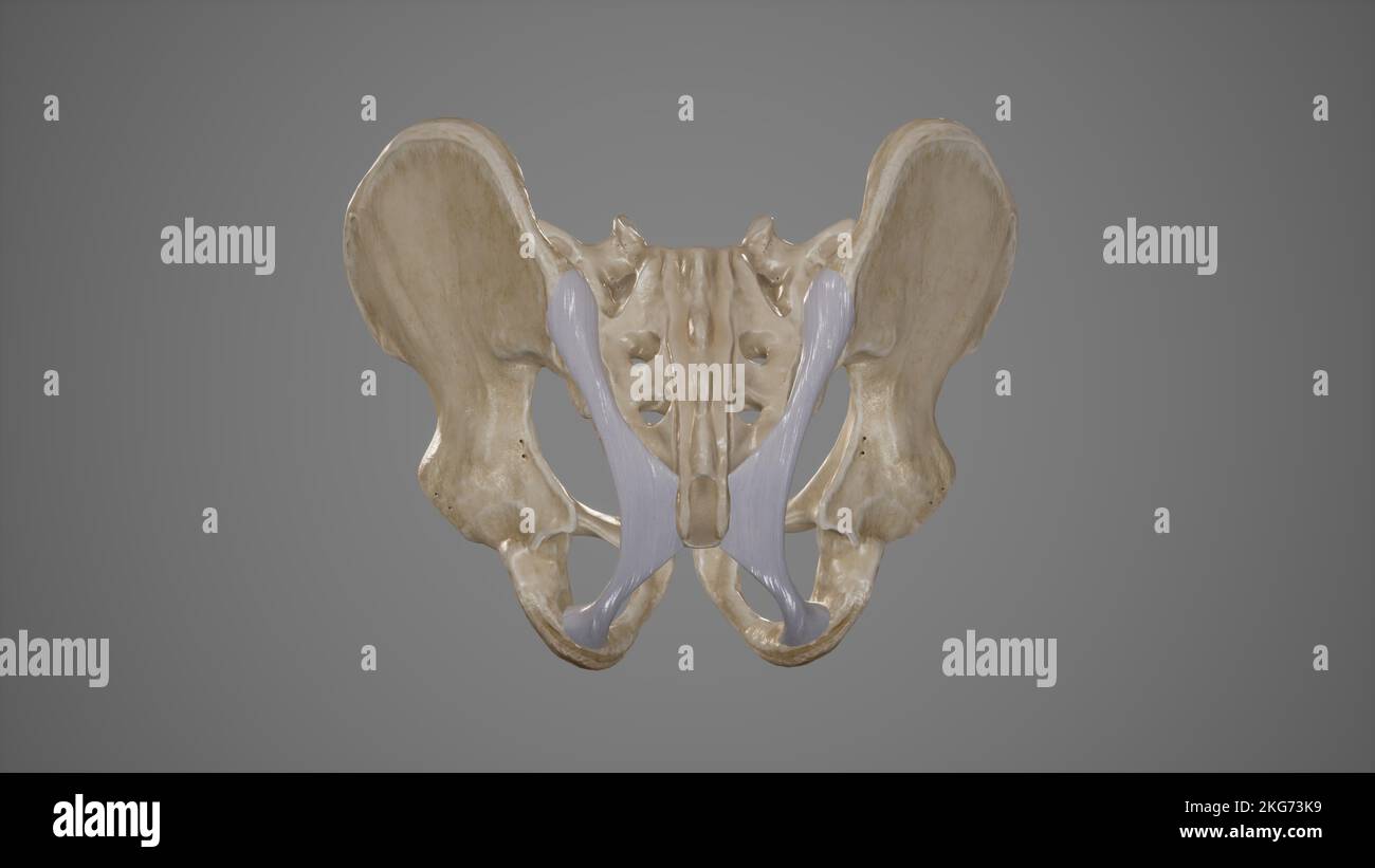 Medical Illustration of Sacrotuberous Ligament Stock Photo - Alamy