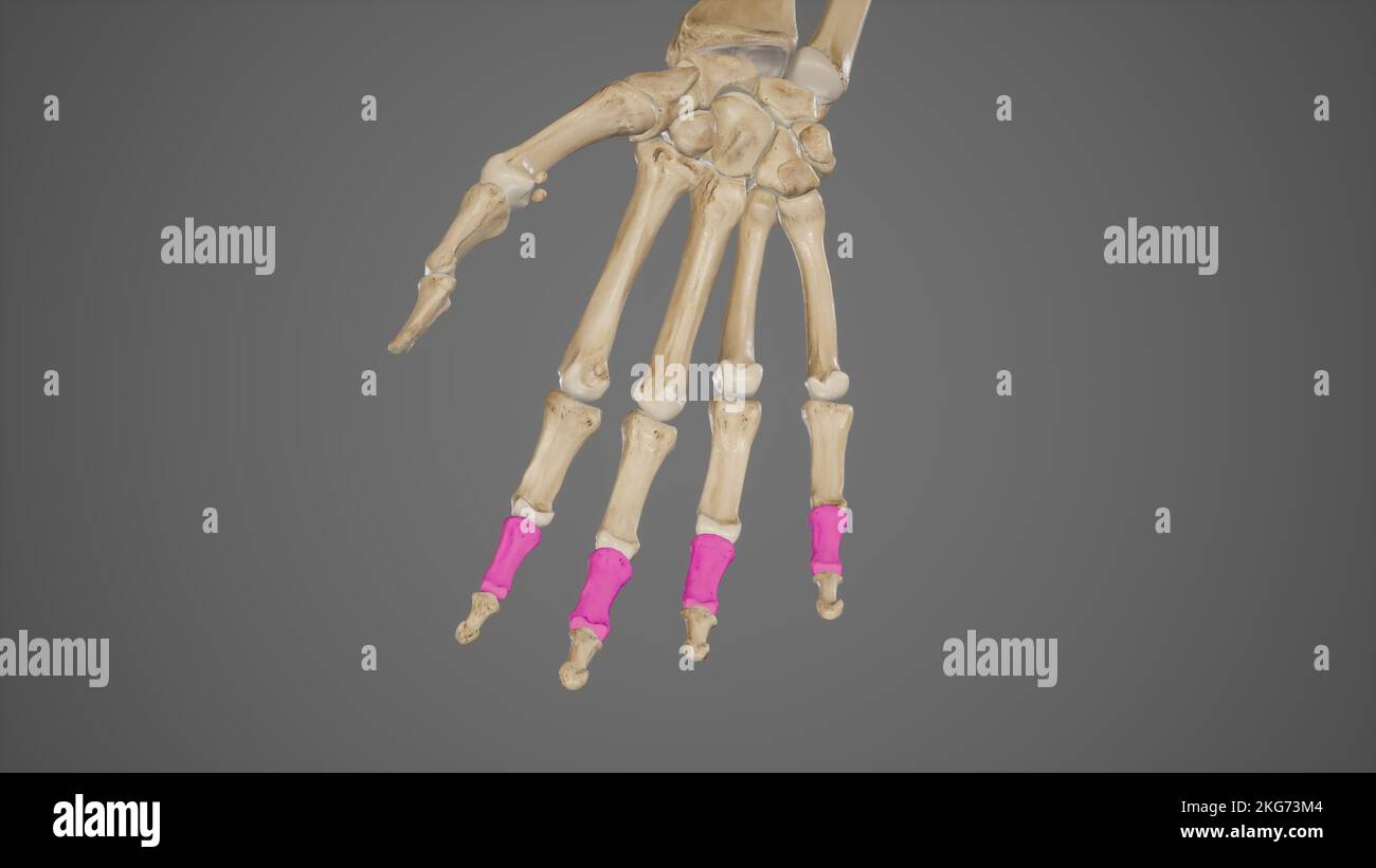 Bones and muscles anatomy hi-res stock photography and images - Alamy