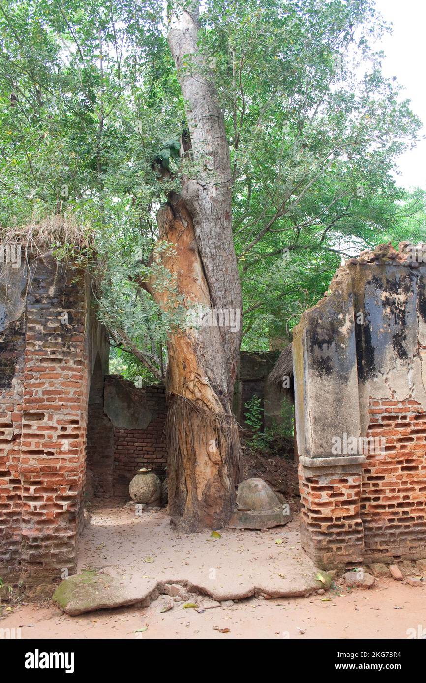 Iroko tree – a king is believed to have changed into this tree to avoid ...