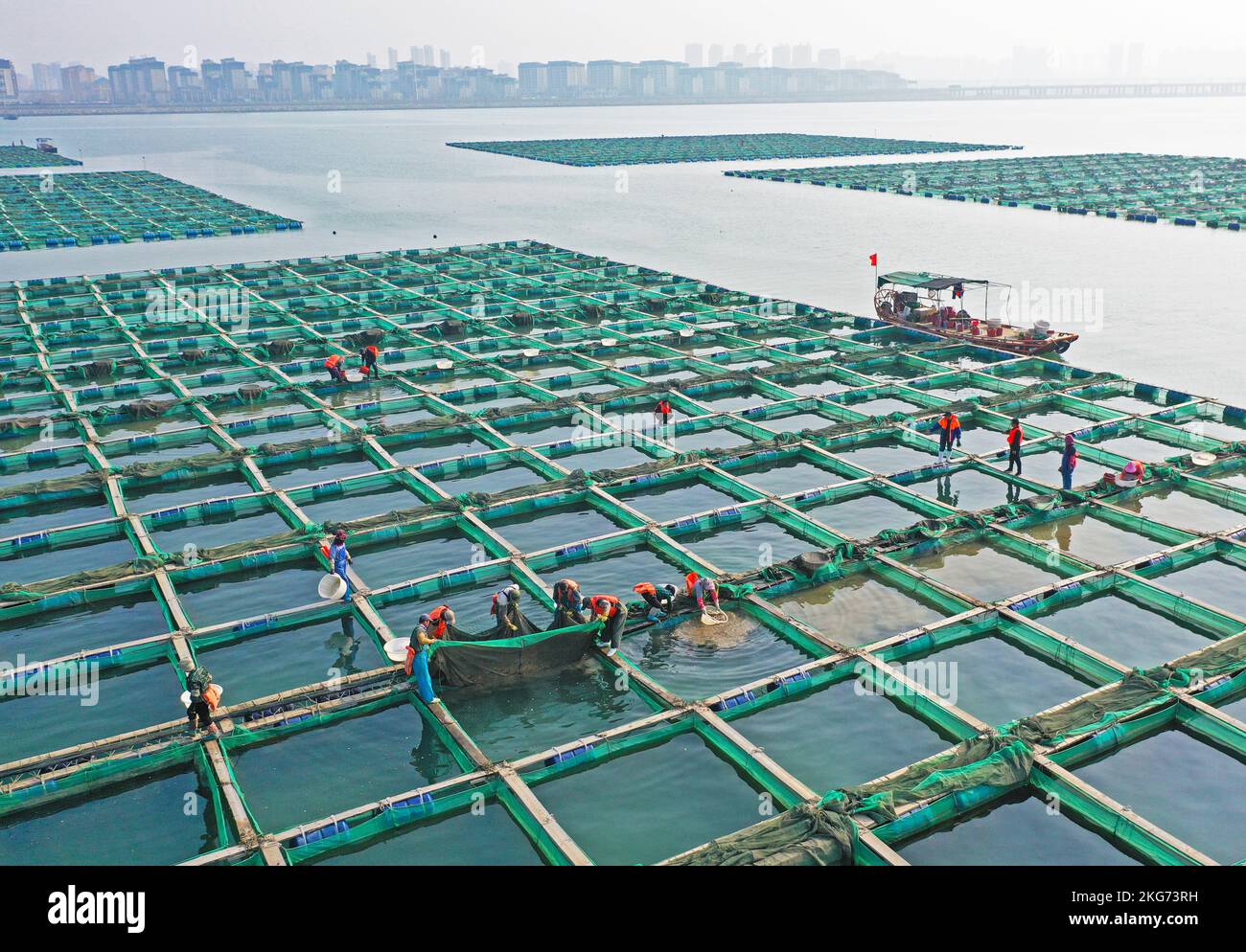 Aerial photos show the workers are busy with mariculture in the cage ...