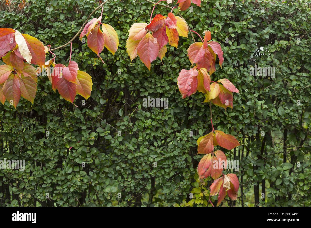 Leaf life cycle colours hi-res stock photography and images - Alamy