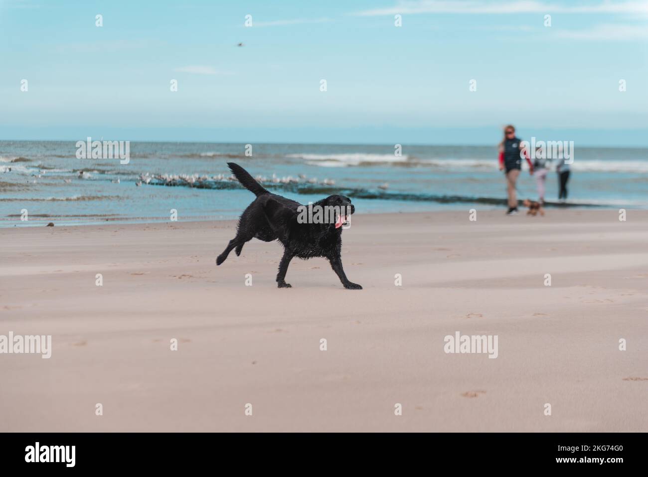 A beautiful shot of a happy black Labrador Retriever running on a beach ...