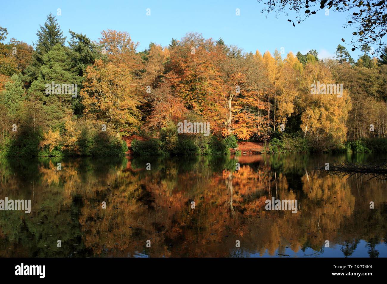Autumn in Comer woods on the Dudmaston estate near Bridgnorth ...