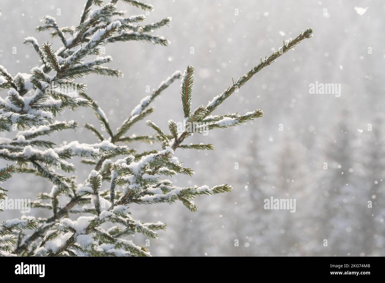 Beautiful winter scenery with snow falling on a spruce tree branch ...