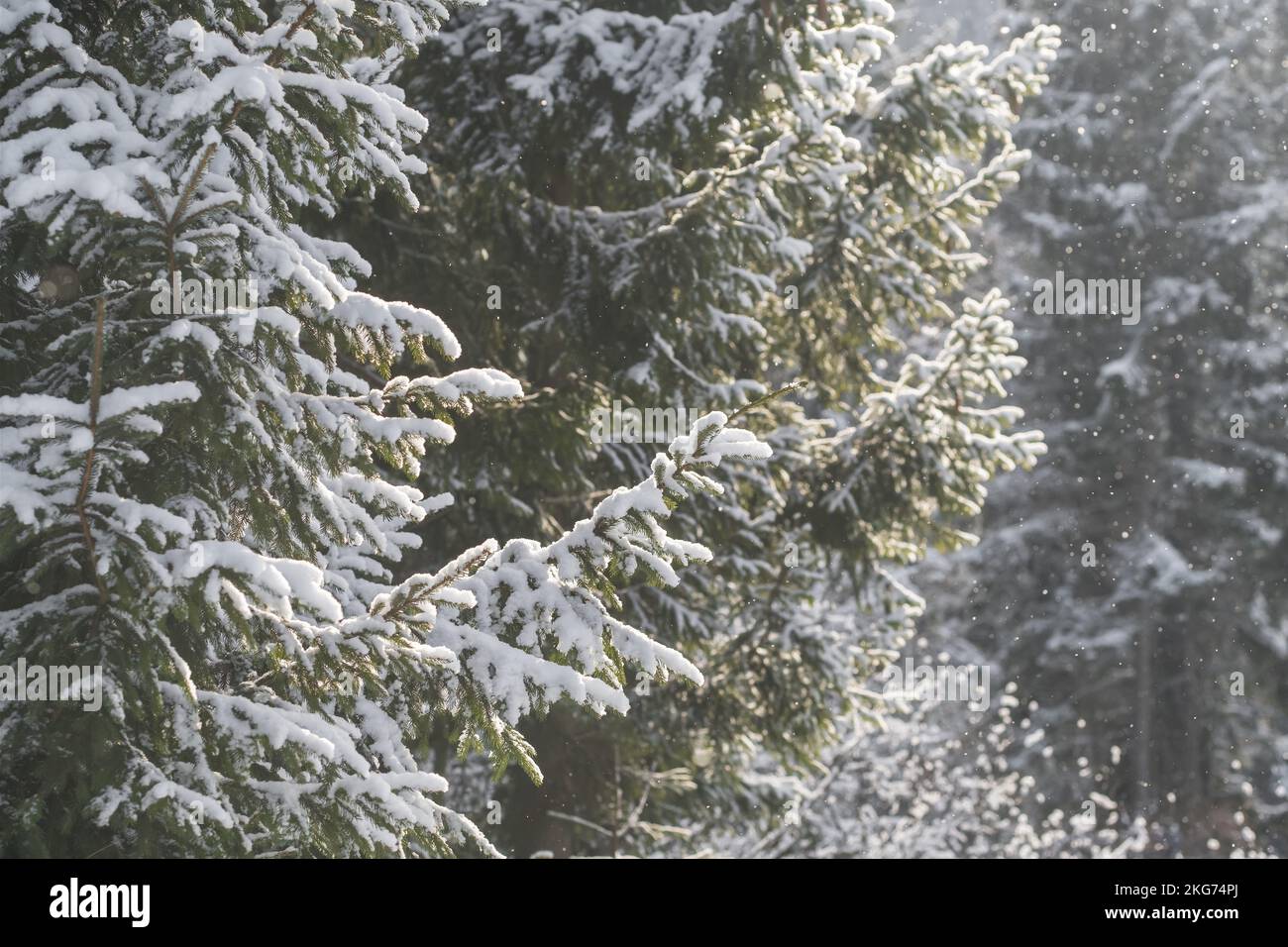 Beautiful winter scenery with snow falling on a spruce tree branch ...