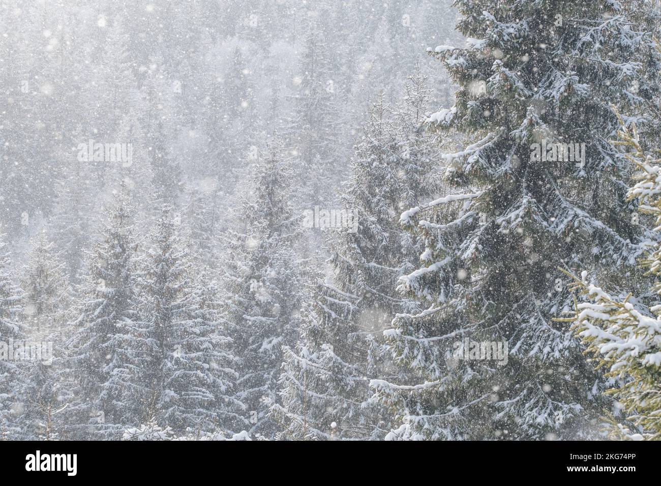 Beautiful snowfall hi-res stock photography and images - Alamy