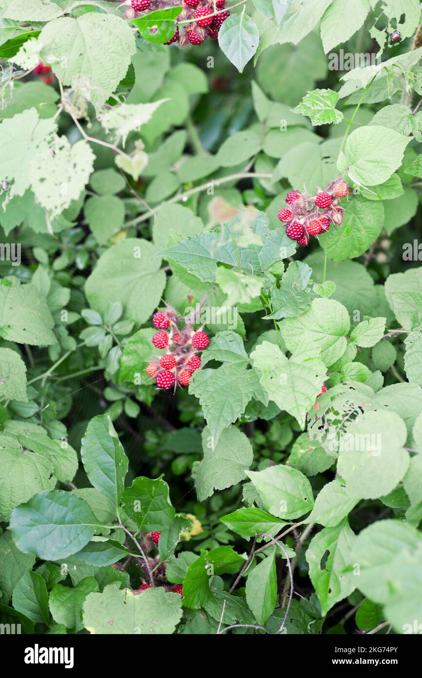 A vertical shot of wineberries on a bush in an evergreen forest Stock ...