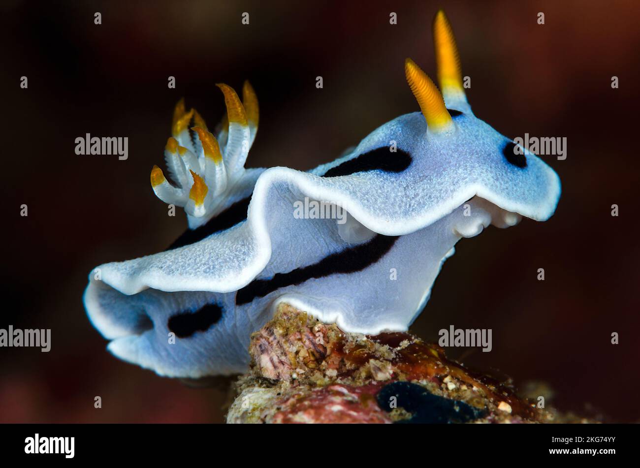 Blue nudibranch hi-res stock photography and images - Alamy