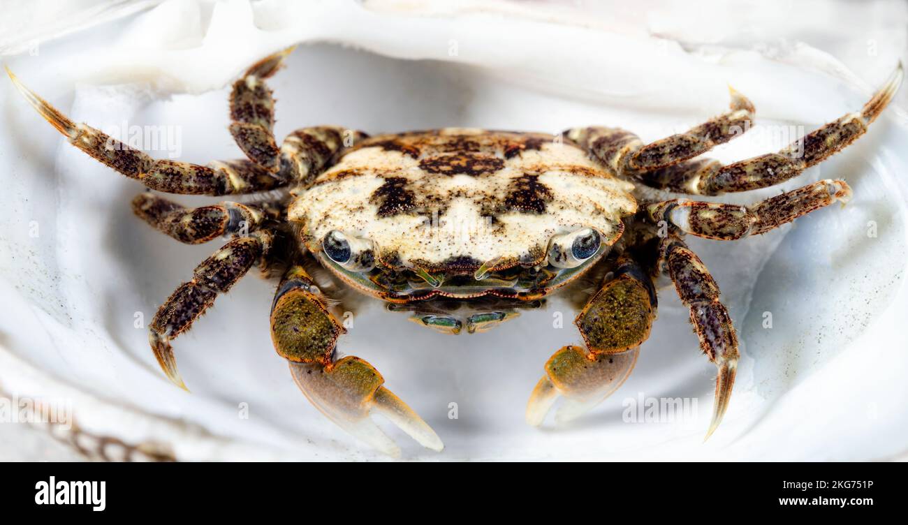 Shore crab, mud flat crab Stock Photo - Alamy