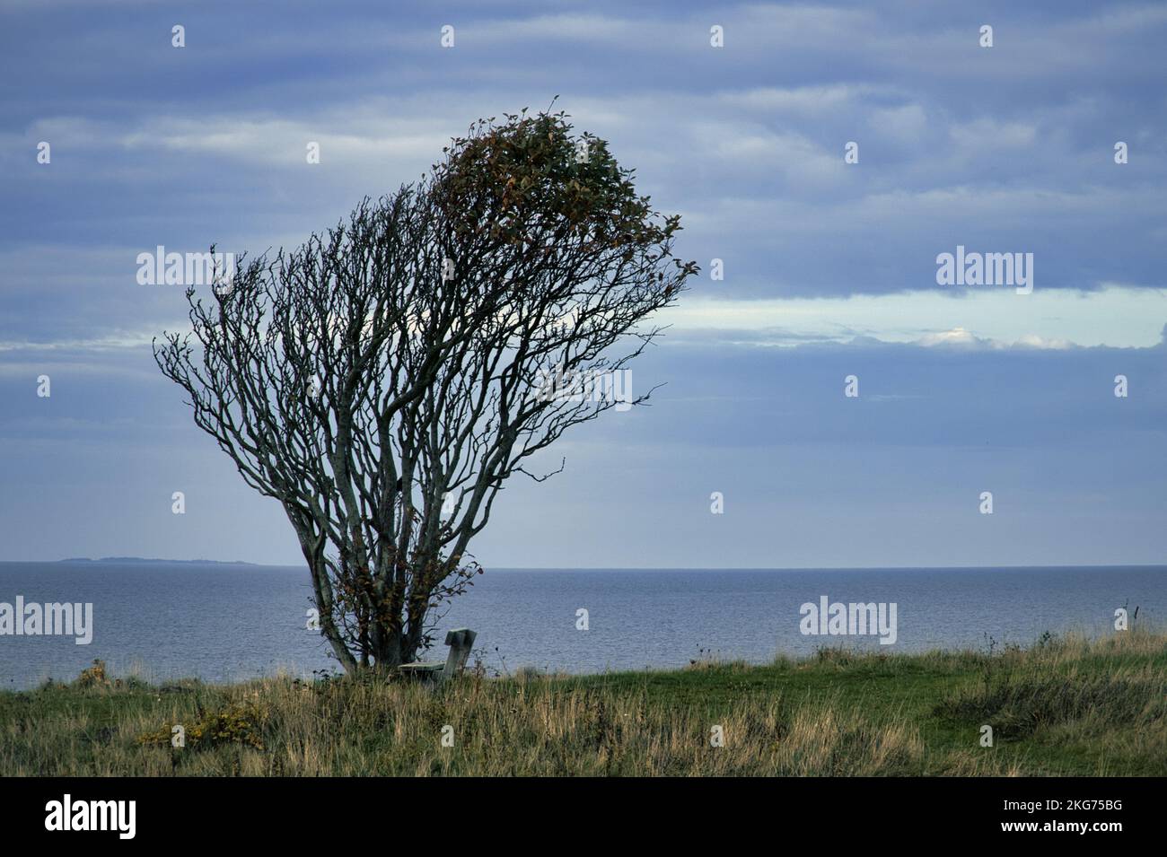 Tree bent with wind hi-res stock photography and images - Alamy