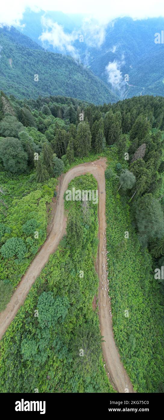 Beautiful shot road covered hi-res stock photography and images - Alamy