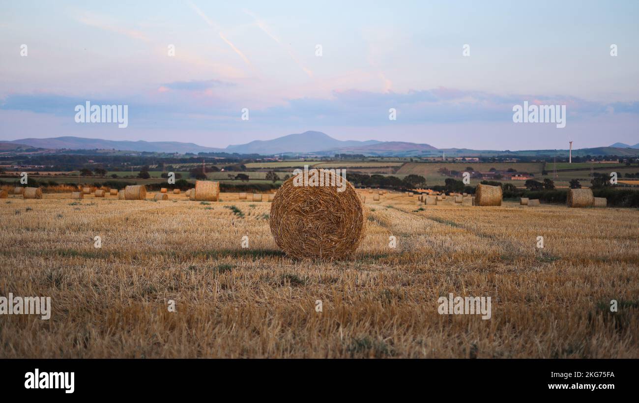 A baled wheat field with big hay rolls Stock Photo - Alamy