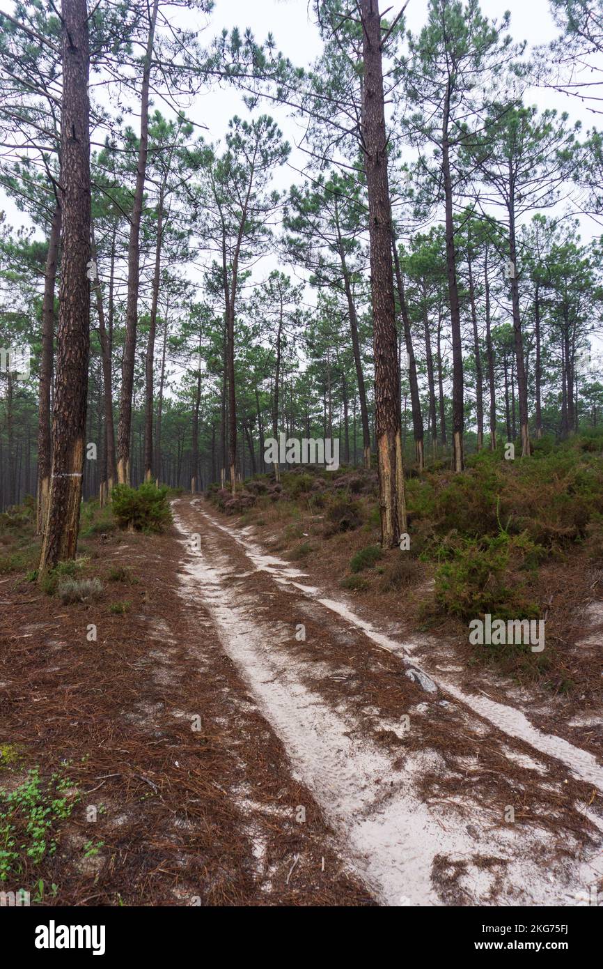 Sandy road in autumn pine forest Stock Photo - Alamy