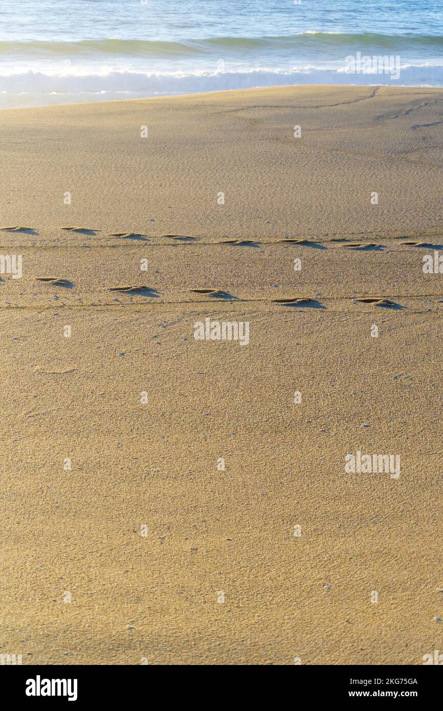 Sandy ocean shore with a chain of footprints on the sand Stock Photo ...