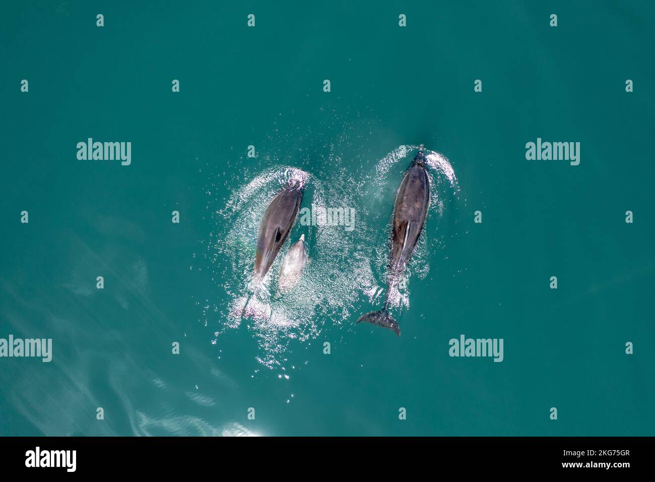 Wild Dolphin Pod in the Ocean Stock Photo - Alamy