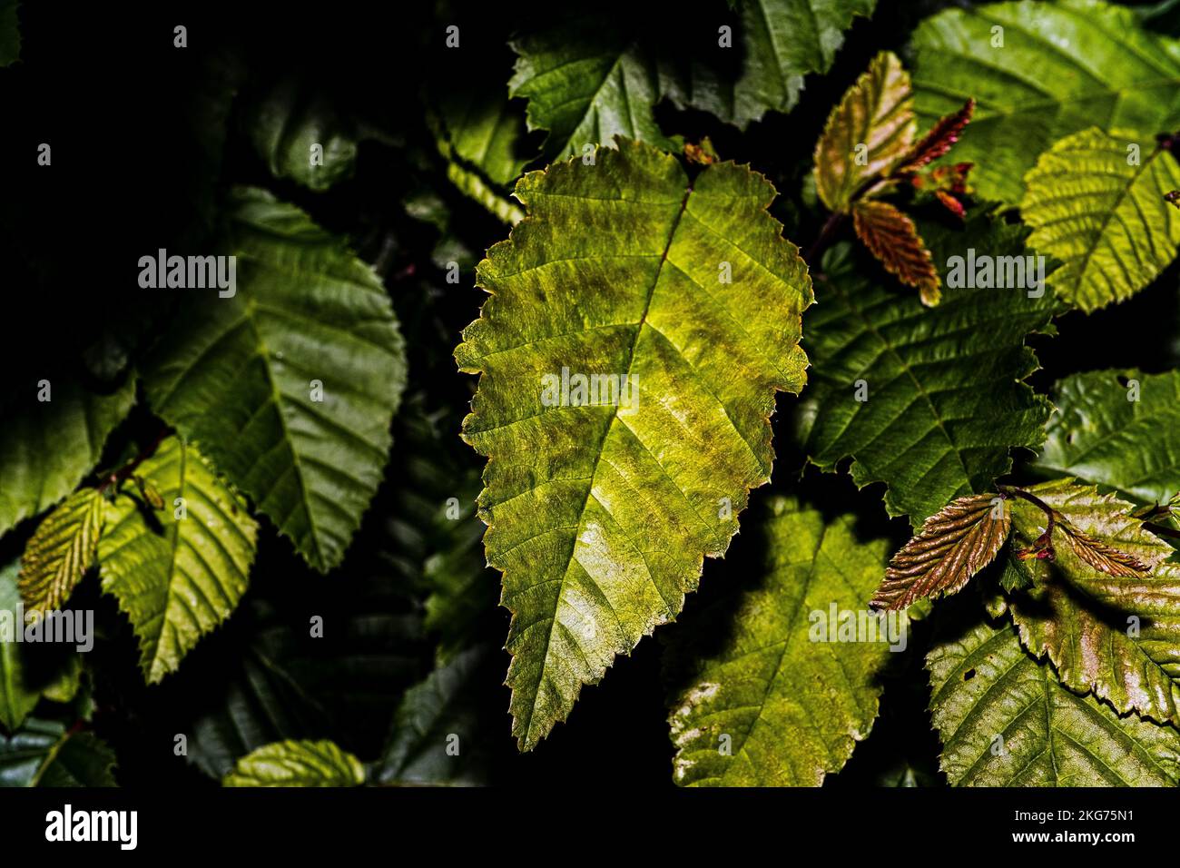 Eco conscious beauty shot hi-res stock photography and images - Alamy