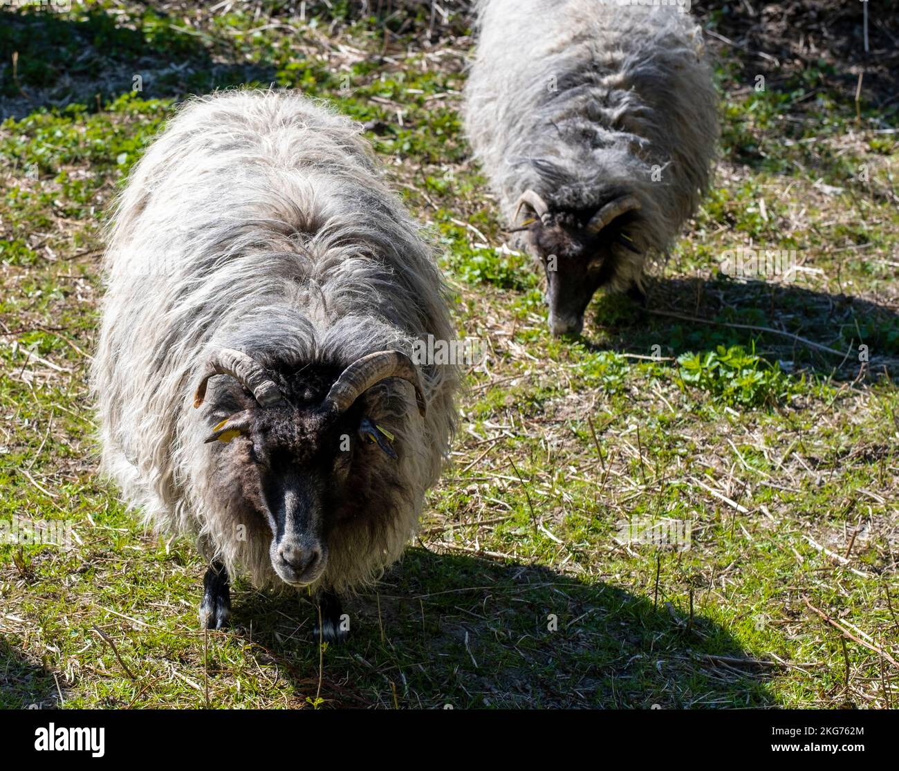 Grazing sheep, livestock and animals, sheep and goats, woolly animals ...