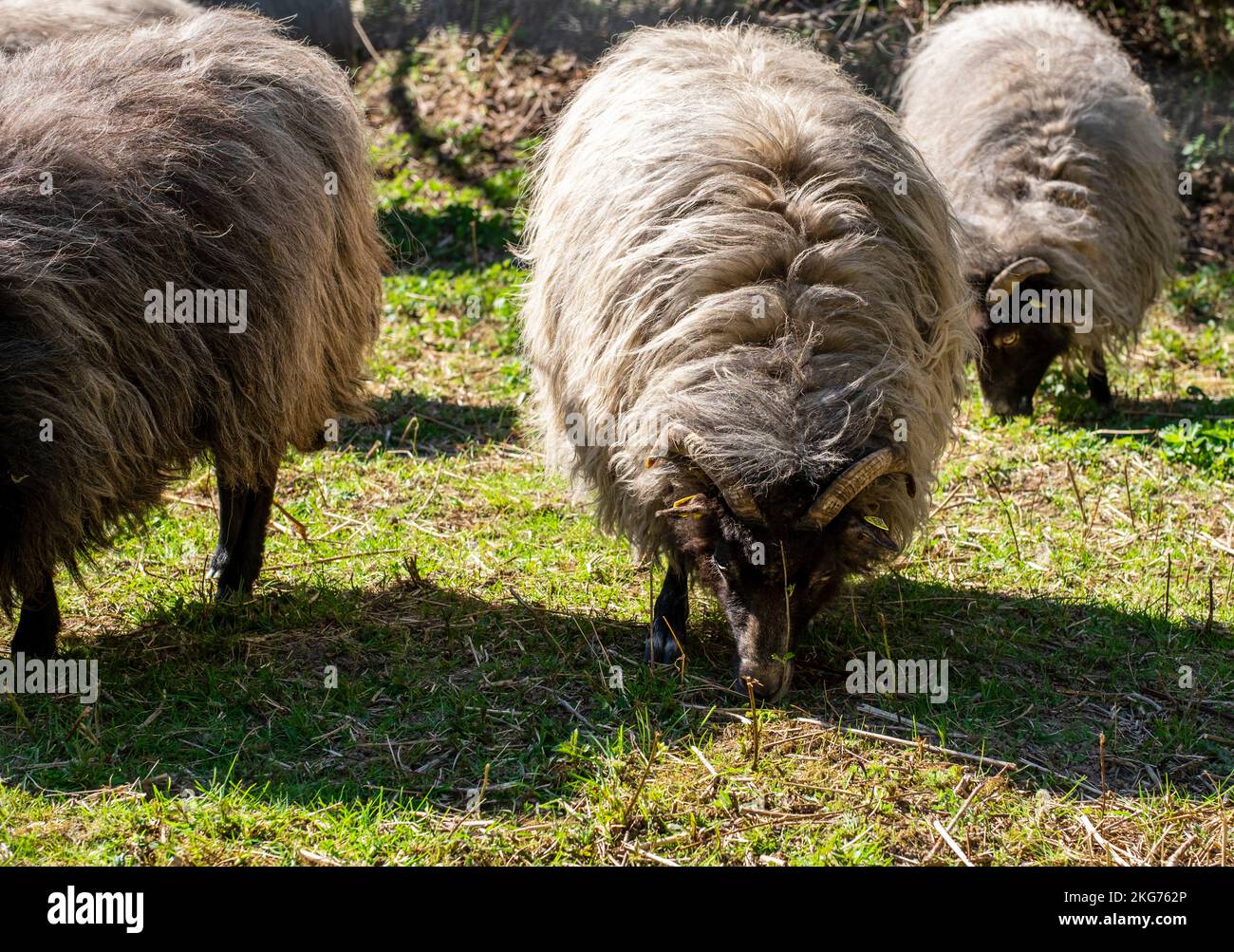 Grazing sheep, livestock and animals, sheep and goats, woolly animals ...