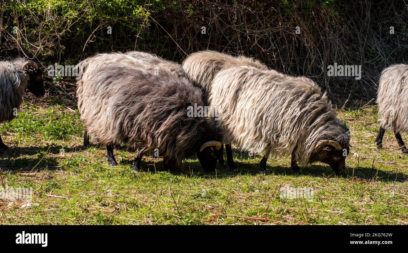 Grazing sheep, livestock and animals, sheep and goats, woolly animals ...