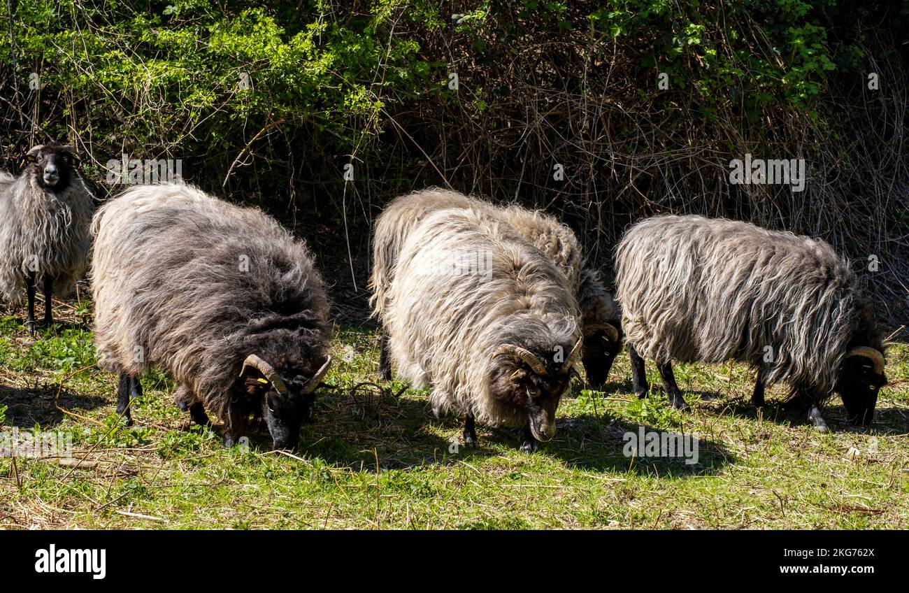 Grazing sheep, livestock and animals, sheep and goats, woolly animals ...
