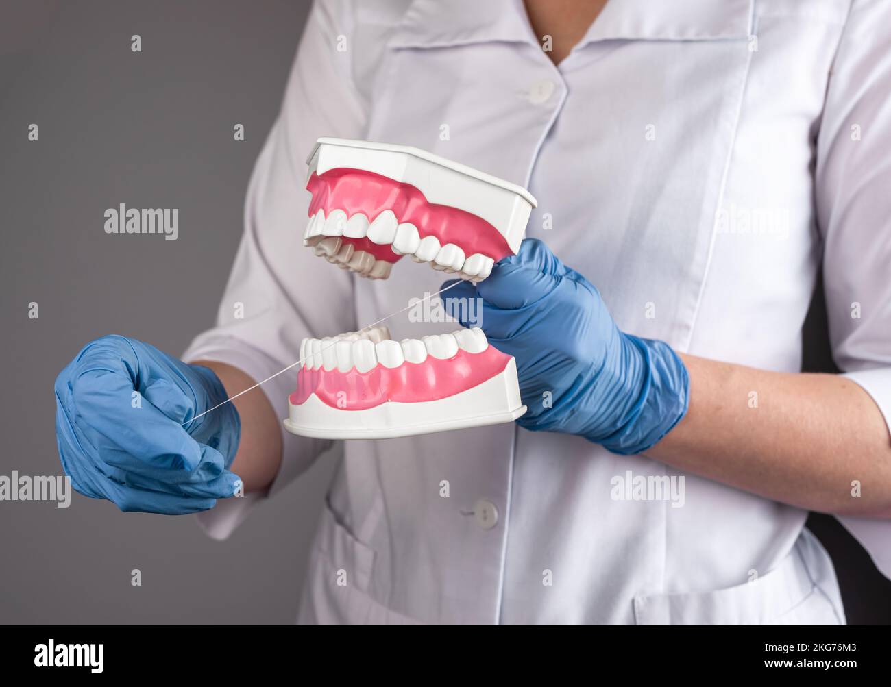 Doctor using dental floss for white clean healthy teeth of jaw model ...
