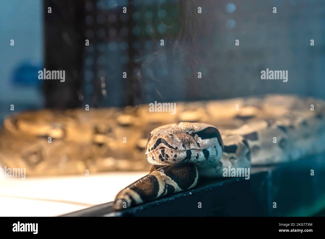 Ball python in the glass cabinet waiting to be sold. It's a popular pet ...